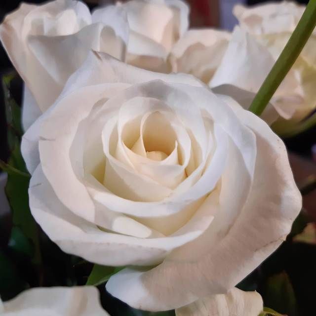 Kumeu Flower Farm l Akito Rose Wedding Bouquet