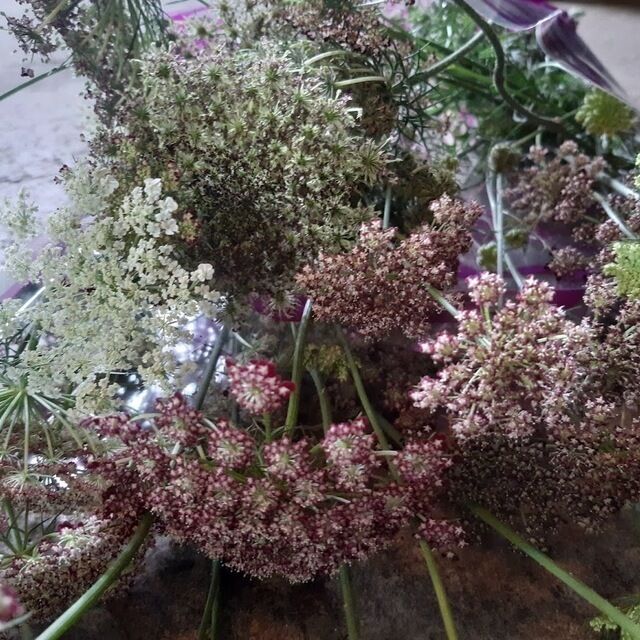 Seasonal Cut Flower Bunches - Dara 'Chocolate Lace Flower' - Farm fresh ...