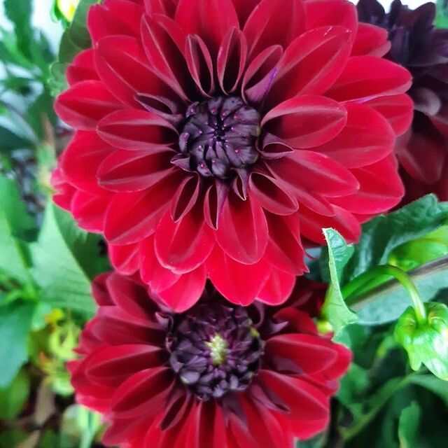 Seasonal Cut Flower Bunches - Dahlia - Mixed colours - Farm fresh ...